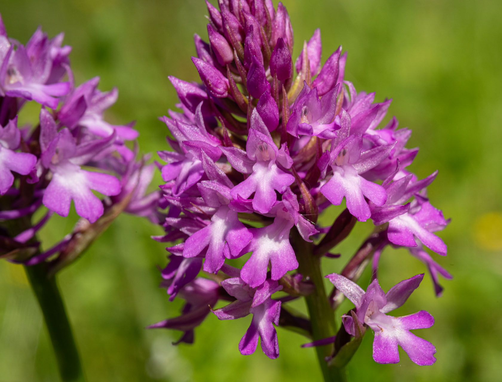 Wilde Orchideeën