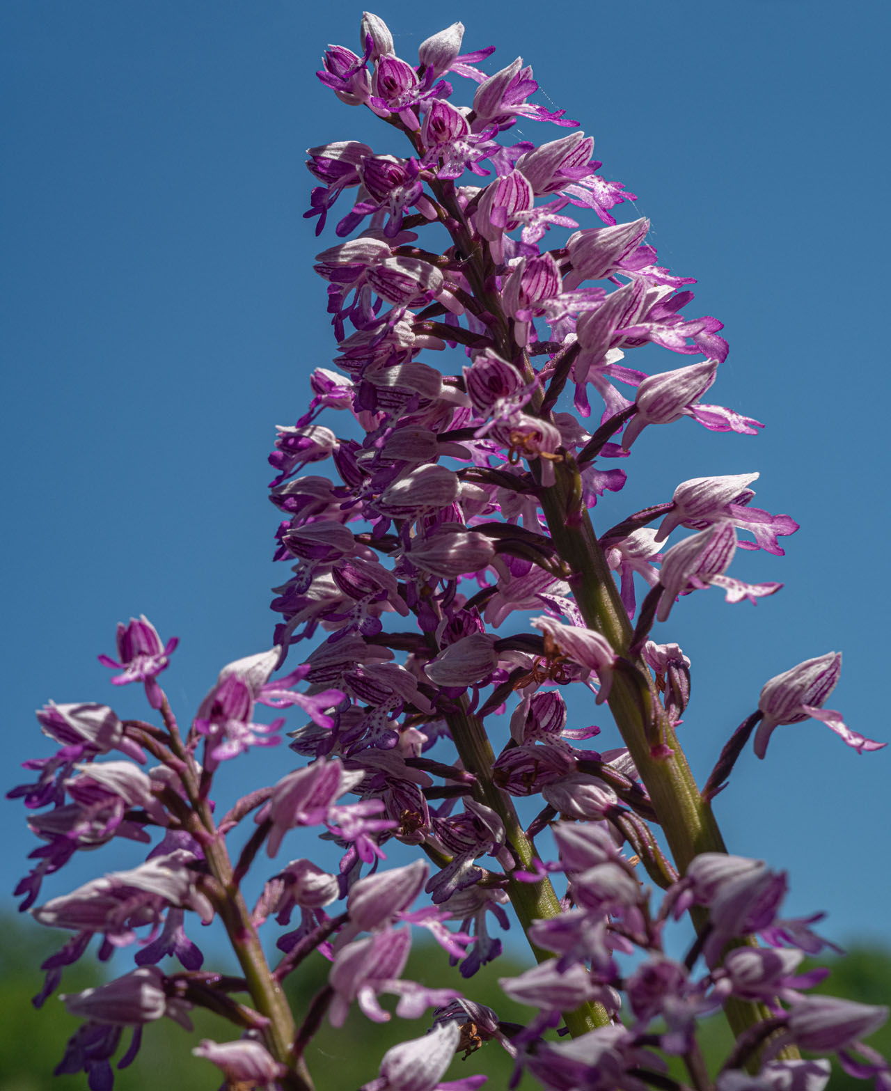 Wilde Orchideeën