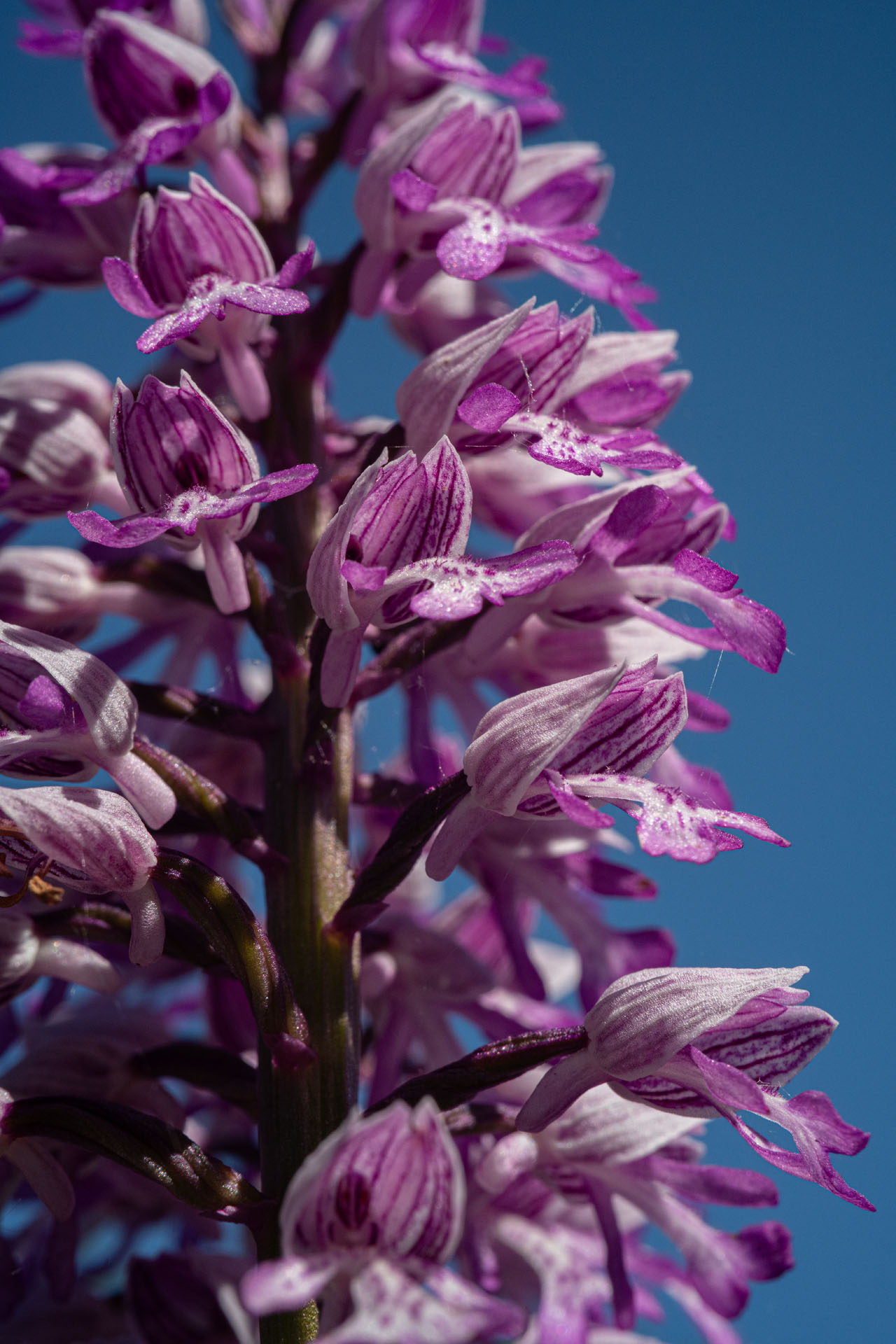 Wilde Orchideeën